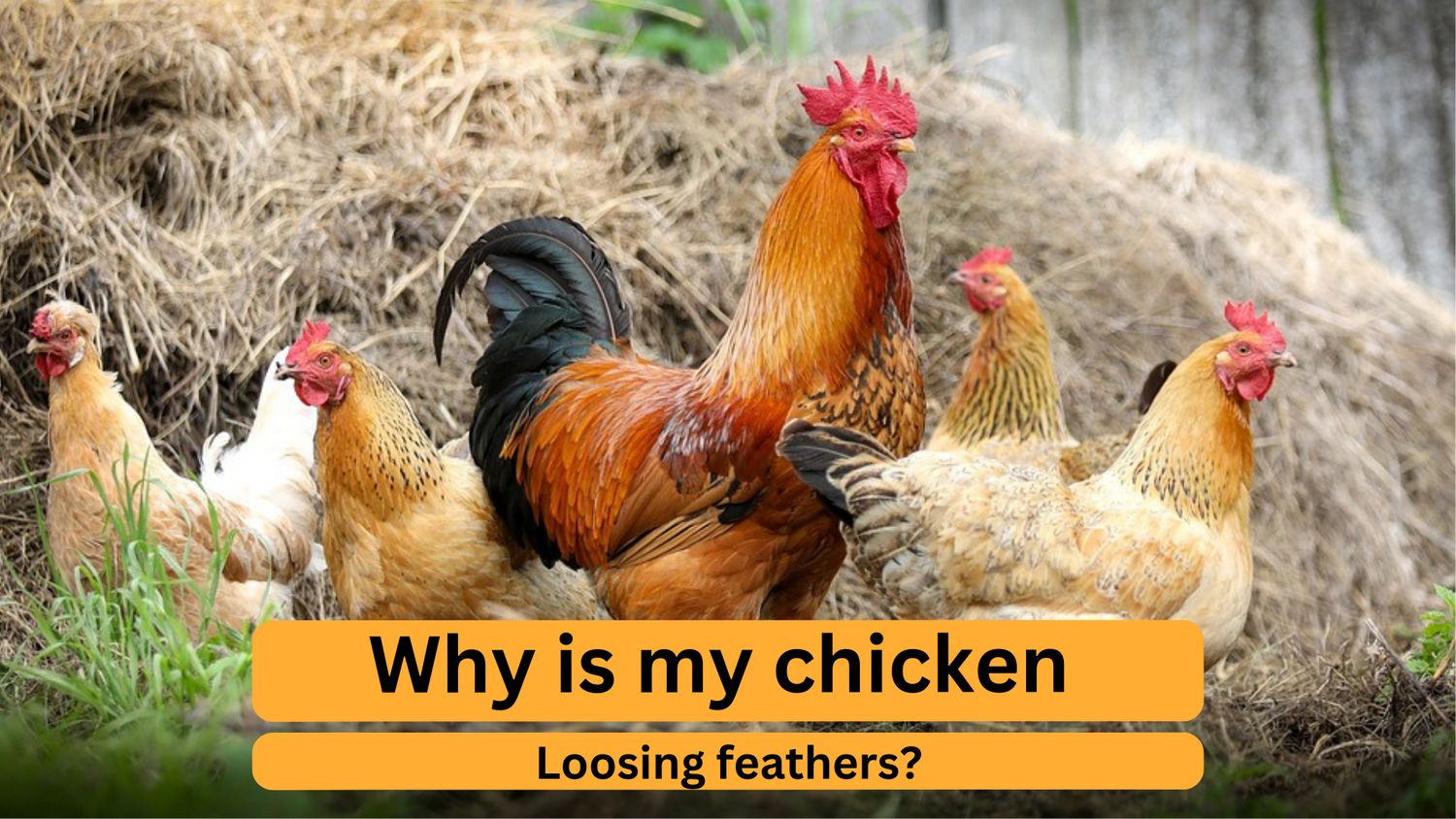 Resolving Chicken Feather Loss: Causes and Care Tips | Nesty Boxes