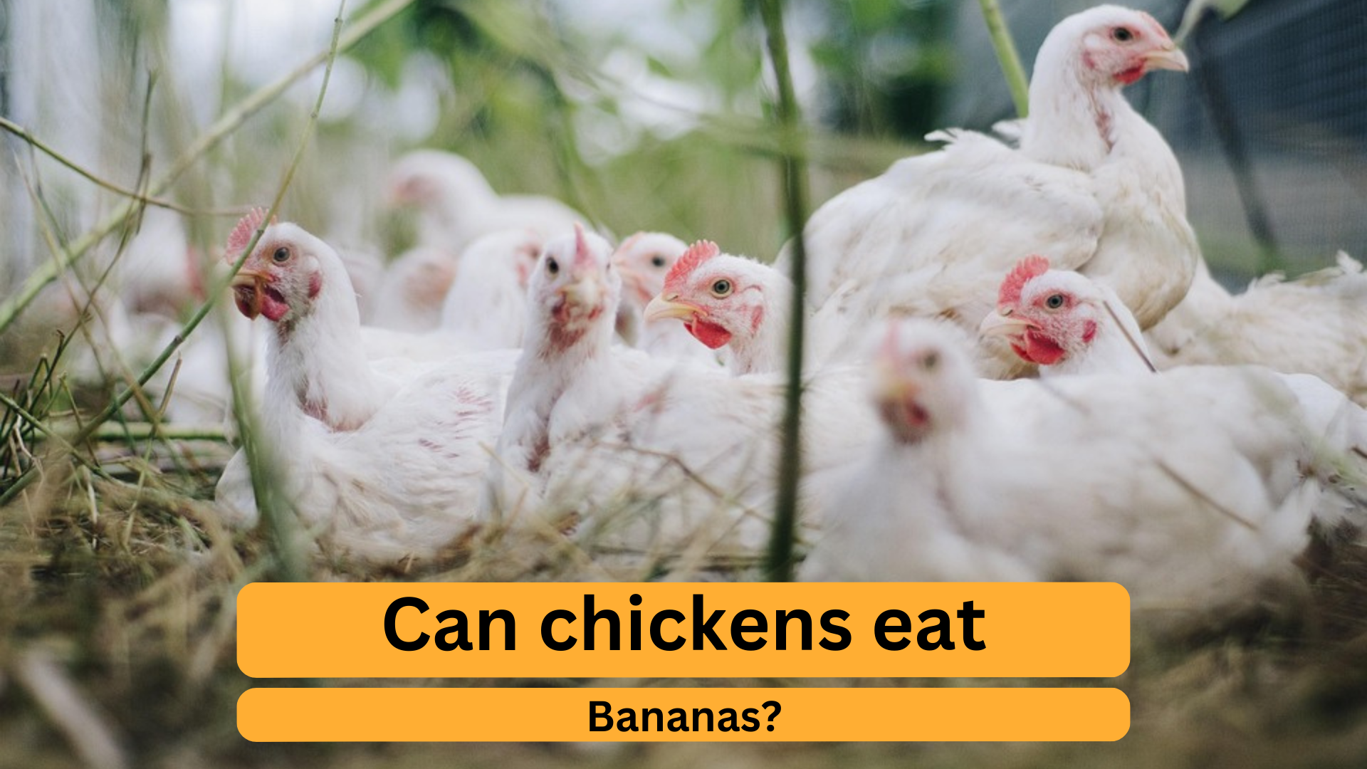Feeding Bananas to Chickens: Health Benefits and Guidelines | Nesty Boxes
