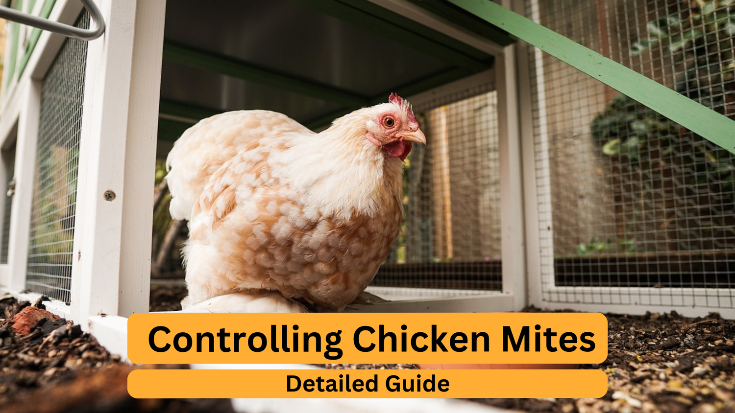 Detailed Guide to Controlling Chicken Mites – Nesty Boxes