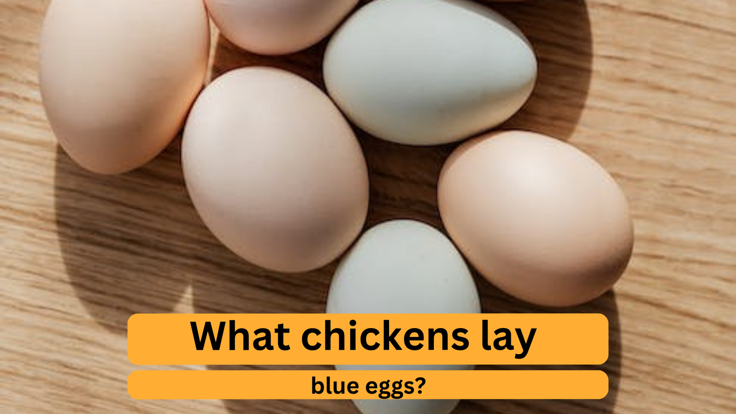 Unique Chickens: Breeds Laying Blue Eggs | NestyBoxes – Nesty Boxes