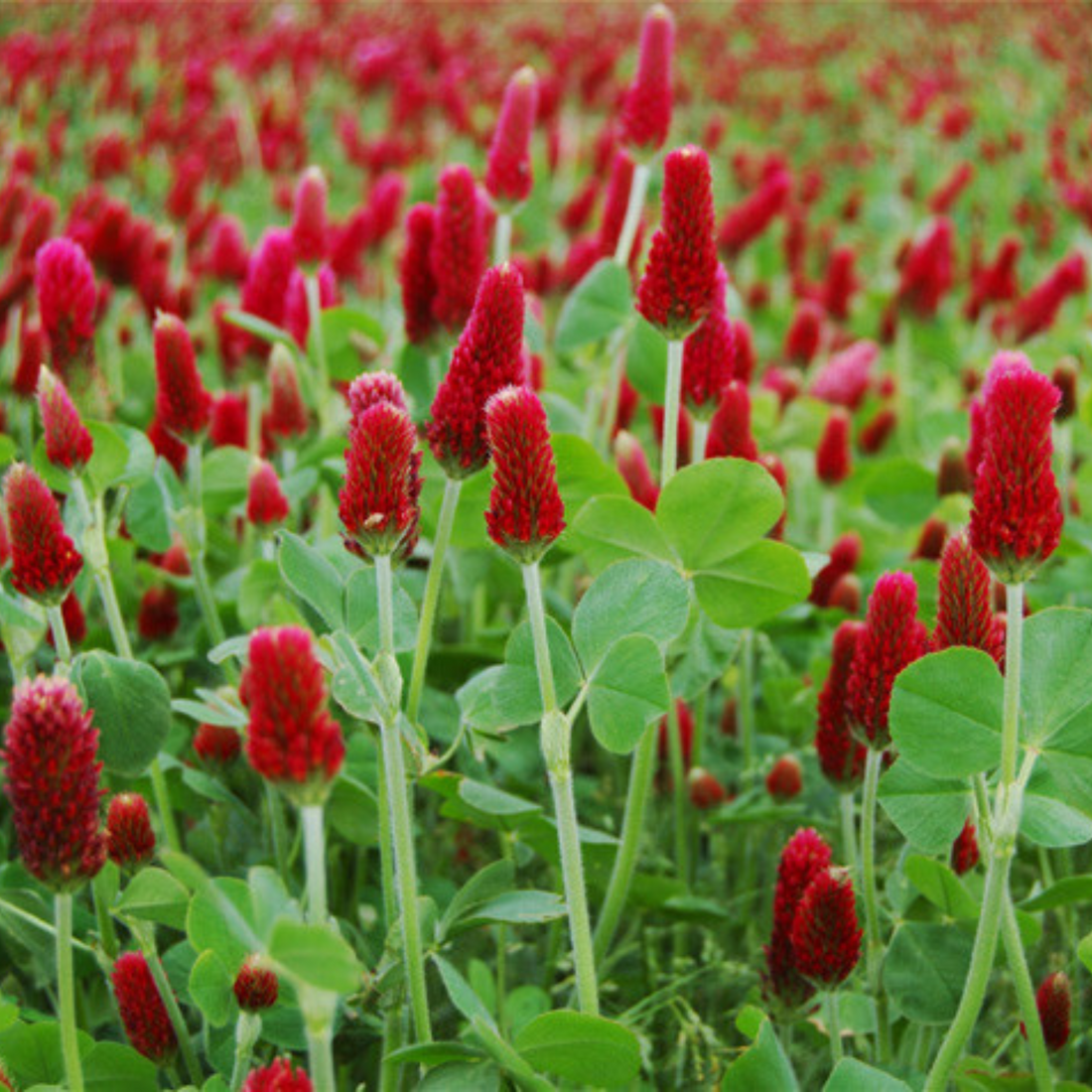 Clover Sowing Seeds for Poultry & Livestock Forage | NestyBoxes – Nesty ...