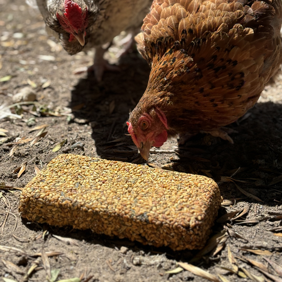 Buy Chicken Feed Block Online | Nesty Boxes