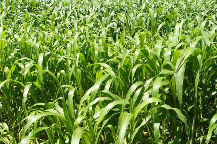 Millet Sowing Seeds for Healthy Poultry Forage | NestyBoxes – Nesty Boxes