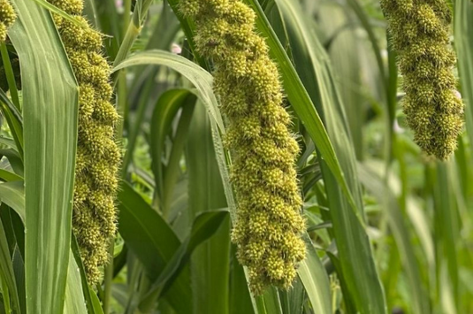 Millet Sowing Seeds for Healthy Poultry Forage | NestyBoxes – Nesty Boxes