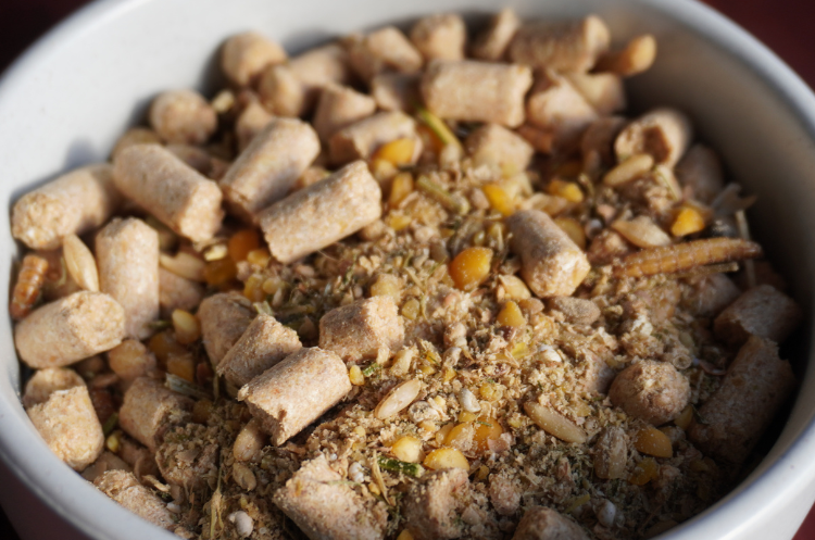 Poultry Super Mash for Enhanced Nutrition | NestyBoxes – Nesty Boxes